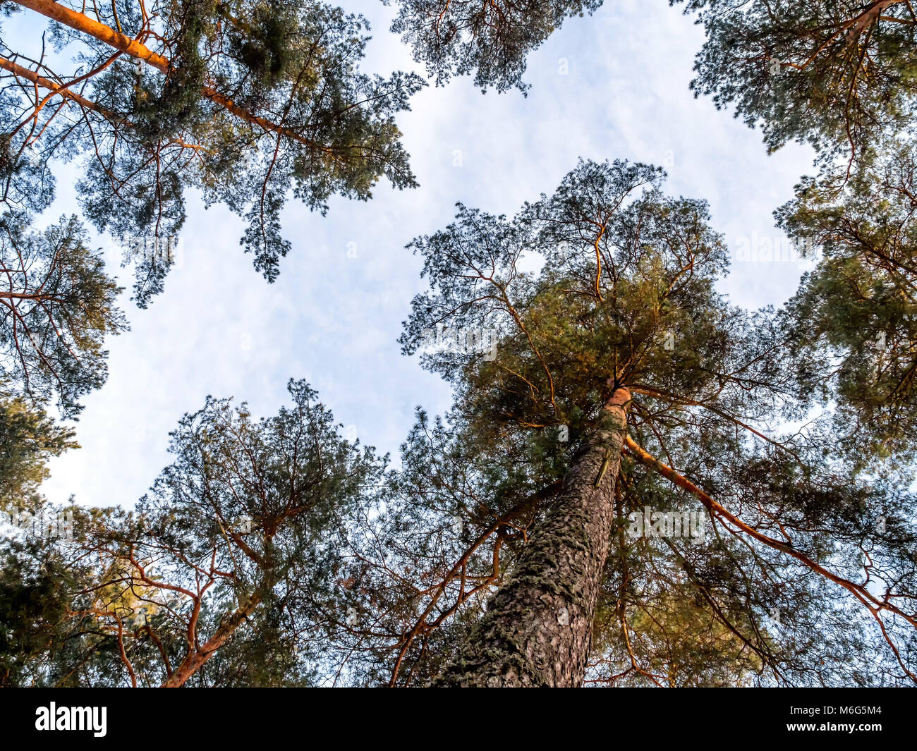 Looking up bottom up view pine trees crowns branches in winter woods or ...