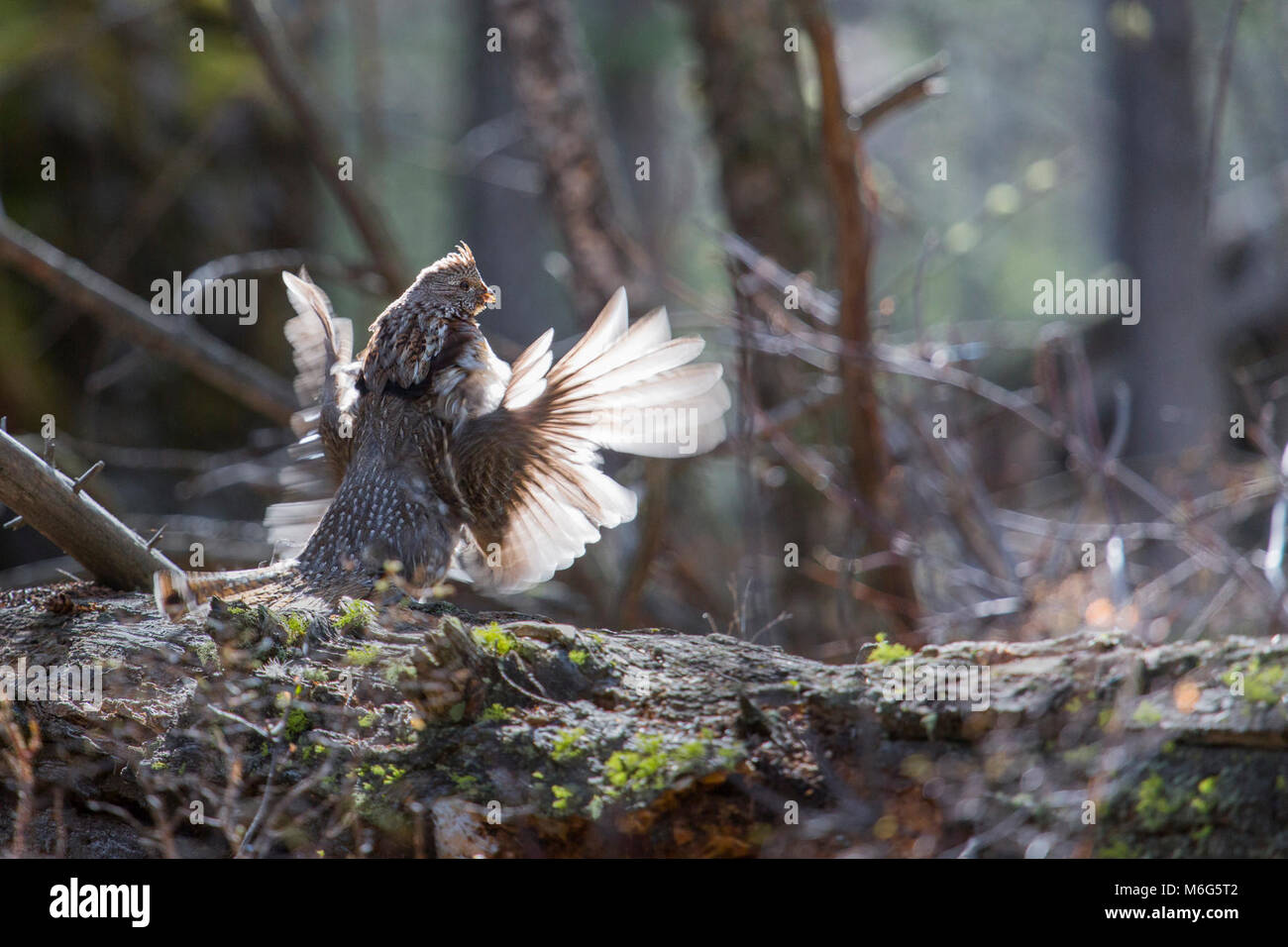 Ruffed Grouse Display, Beaver Ponds Trail Stock Photo - Alamy