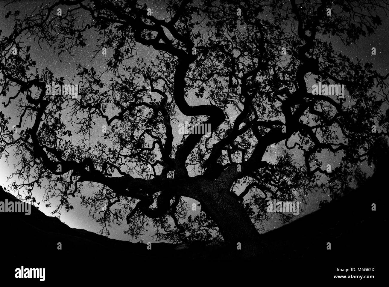 Satwiwa Oak - Milky Way Stock Photo - Alamy