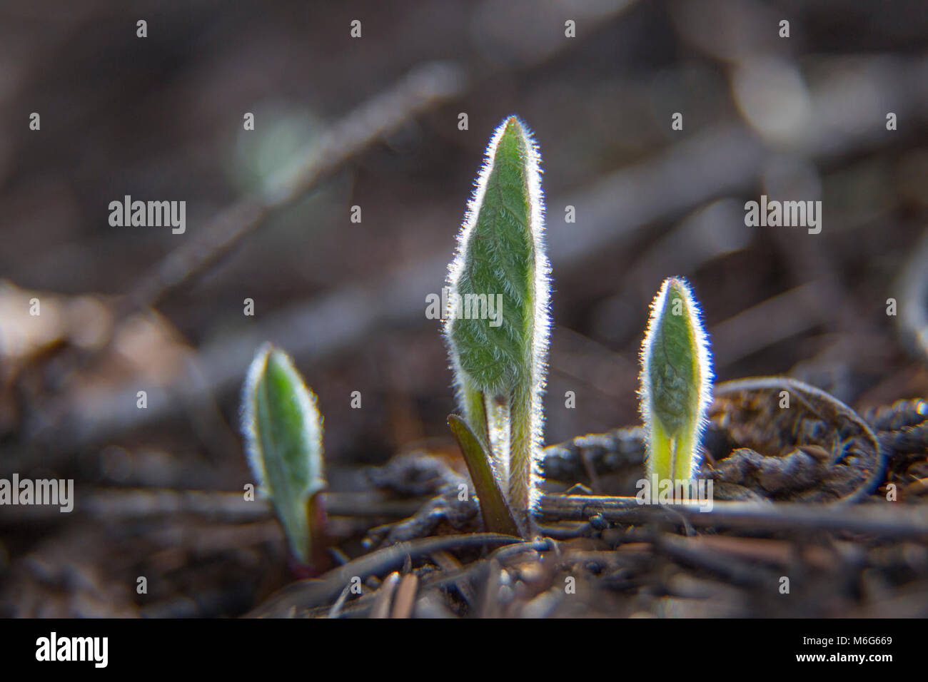 Seedlings in the Forest Stock Photo - Alamy