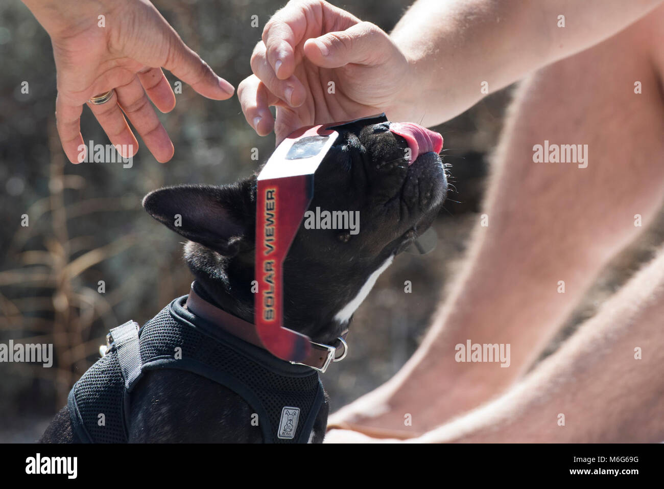 Solar Eclipse Viewing Event Stock Photo - Alamy