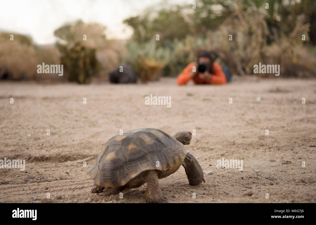 Tortoise and photographer with telephoto lens Stock Photo - Alamy