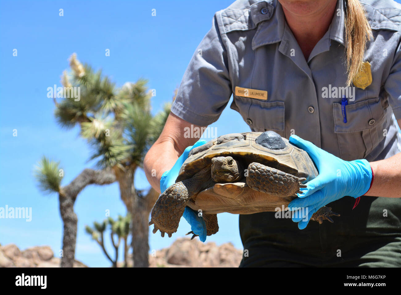 Tortoise Monitoring and Research Stock Photo - Alamy