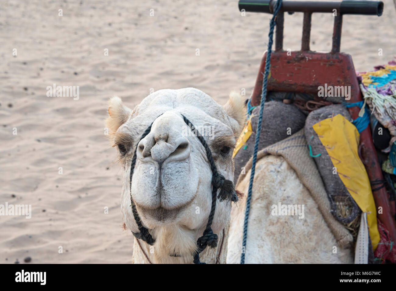 Arabian camel harness hi-res stock photography and images - Alamy