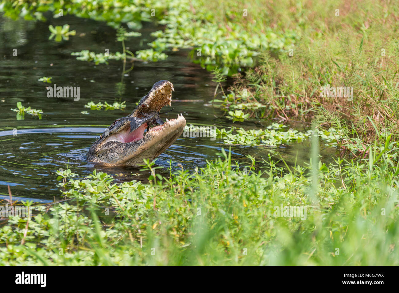 Warning predators hi-res stock photography and images - Alamy