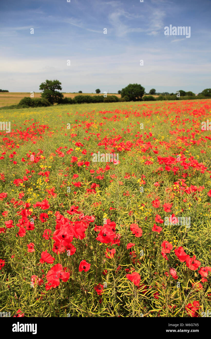 Groups of flowering poppys hi-res stock photography and images - Alamy