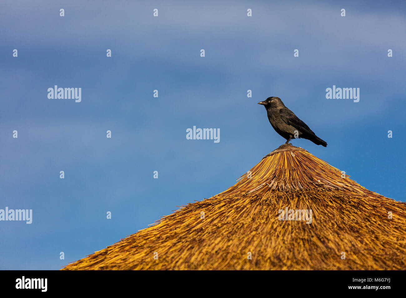 Western jackdaw perched atop a straw hut in Dublin City Zoo, Ireland ...