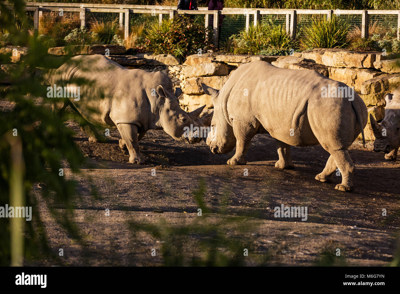 Two rhinos fighting in dust at sundown in Dublin City Zoo, Ireland ...