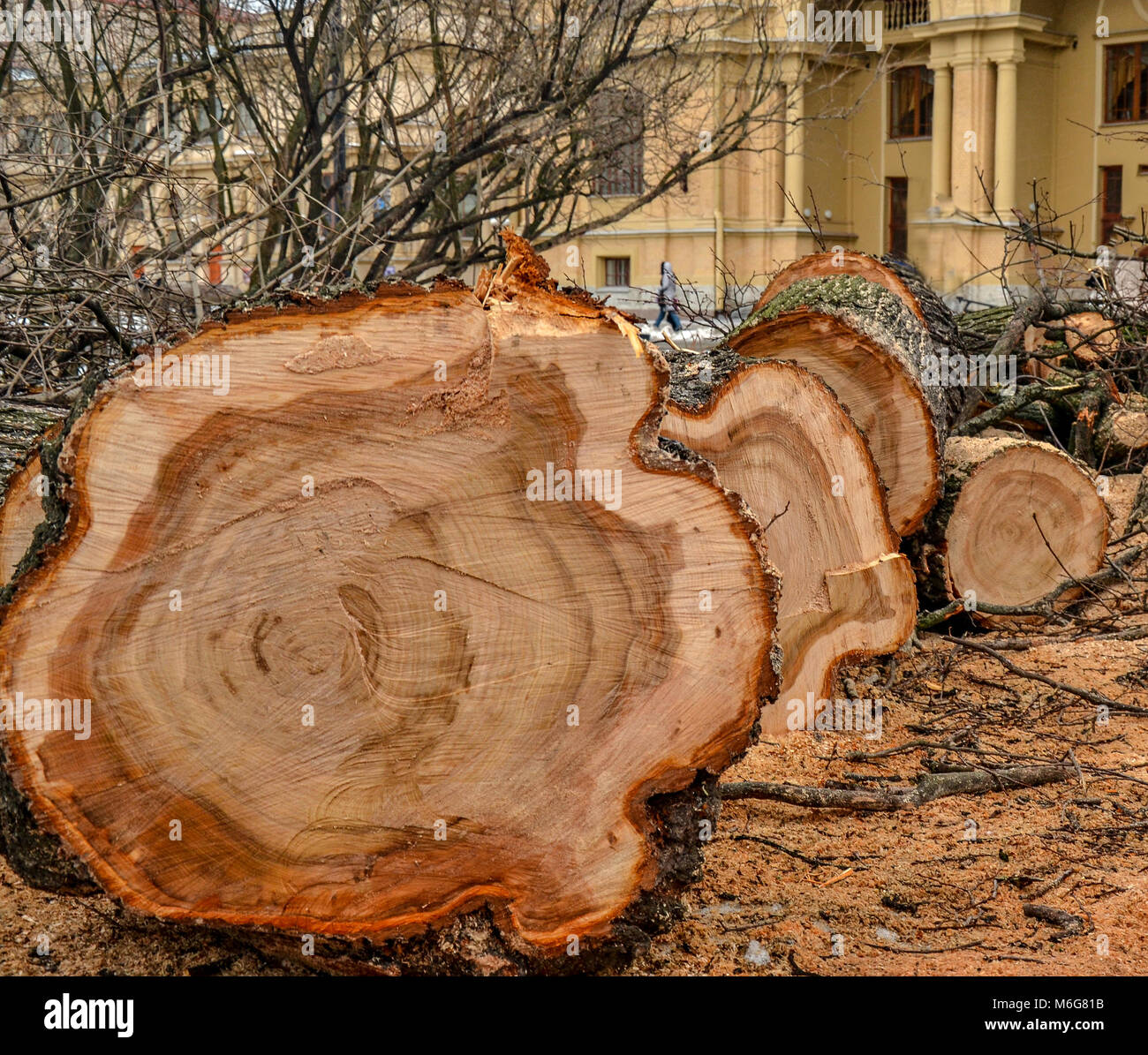 Cleaning of old trees in the parks of the city. Eliminating the danger ...