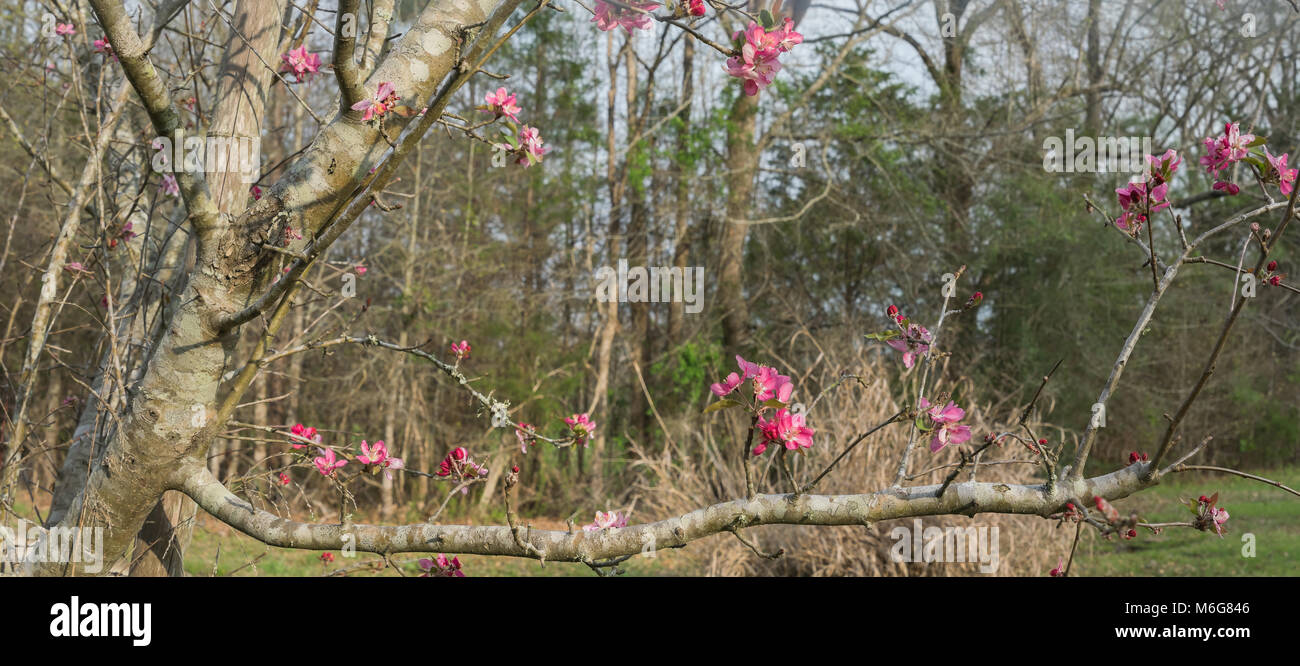 A panoramic image of the blossoms on a southern crabapple tree in early ...