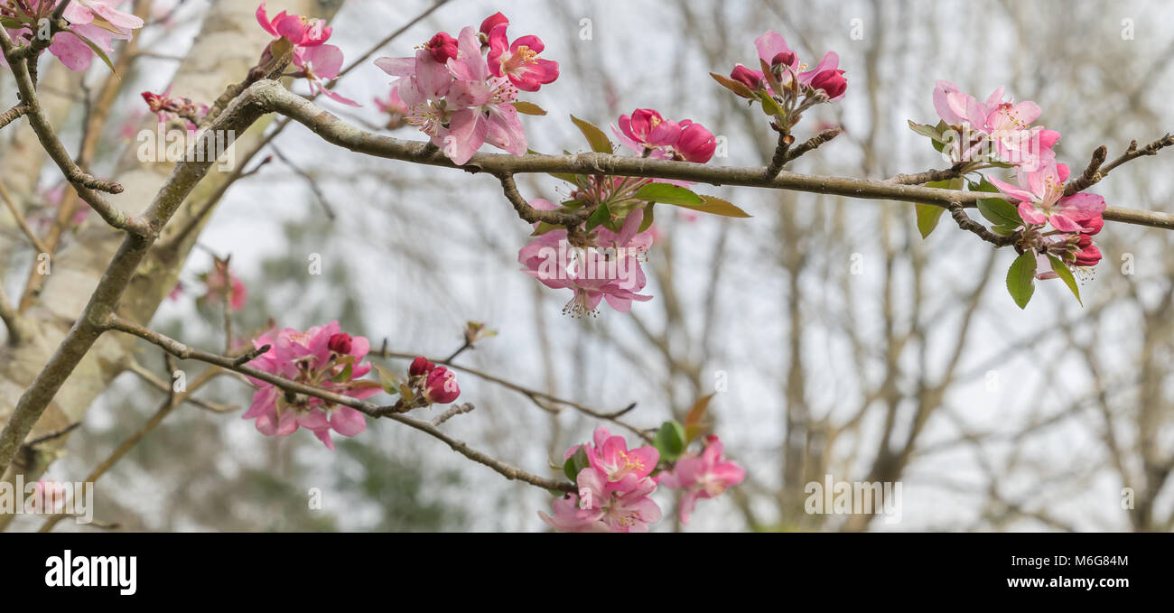 A panoramic image of the blossoms on a southern crabapple tree in early ...