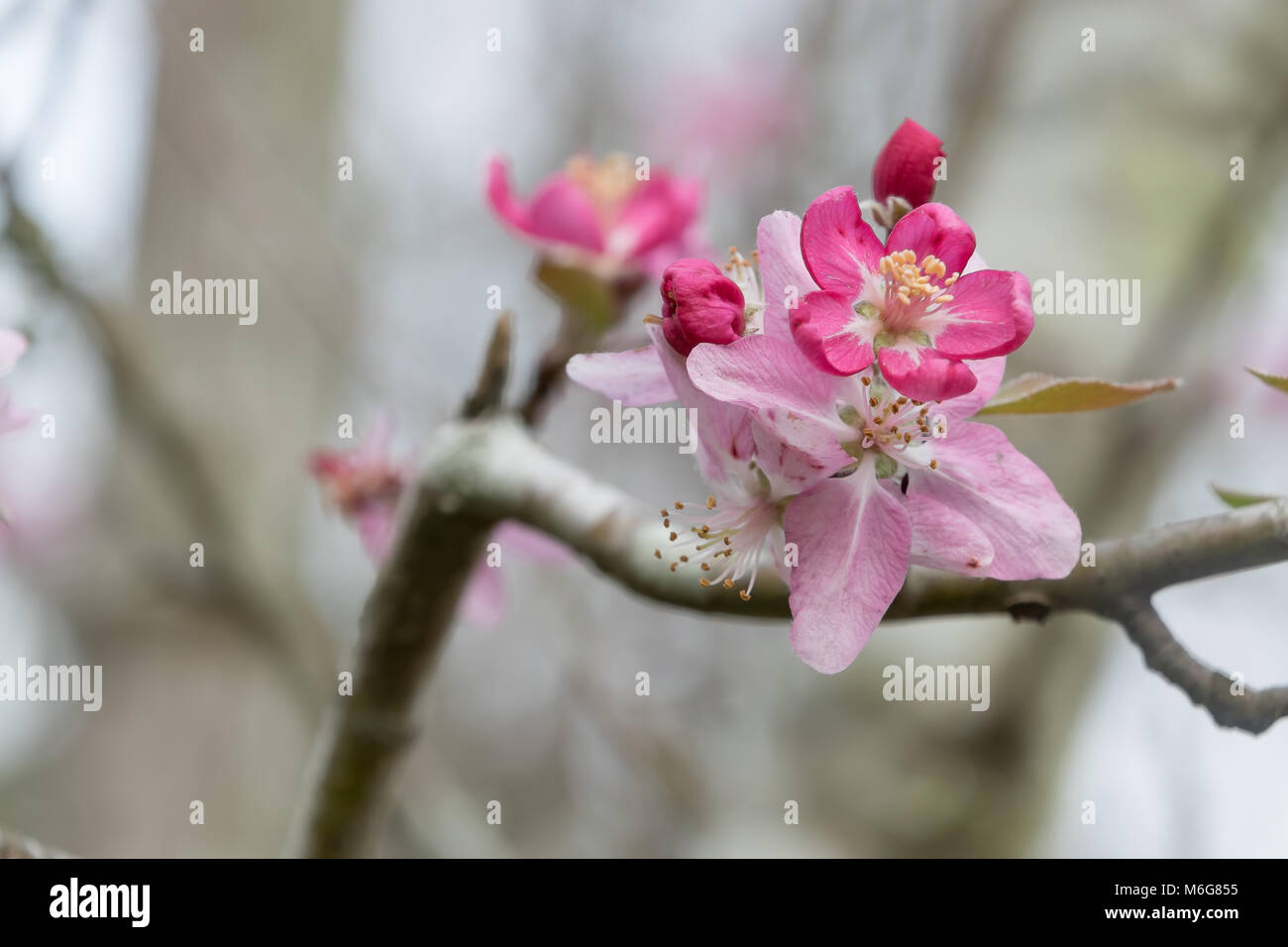 A close up capture of the blossoms on a southern crabapple tree in late ...