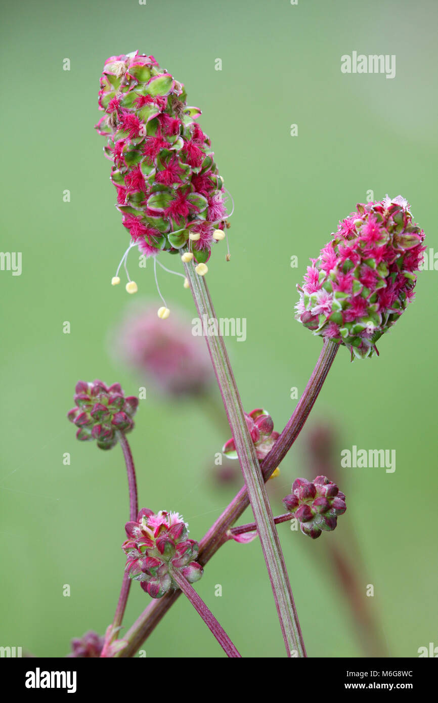 Sanguisorba minor, the salad burnet, garden burnet, small burnet ...