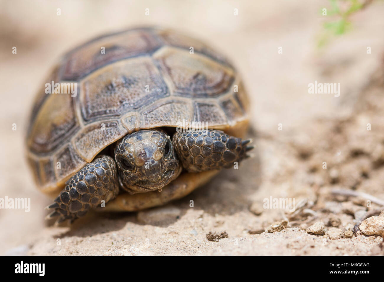The common Tortoise (Testudo graeca) or also known as Greek tortoise ...