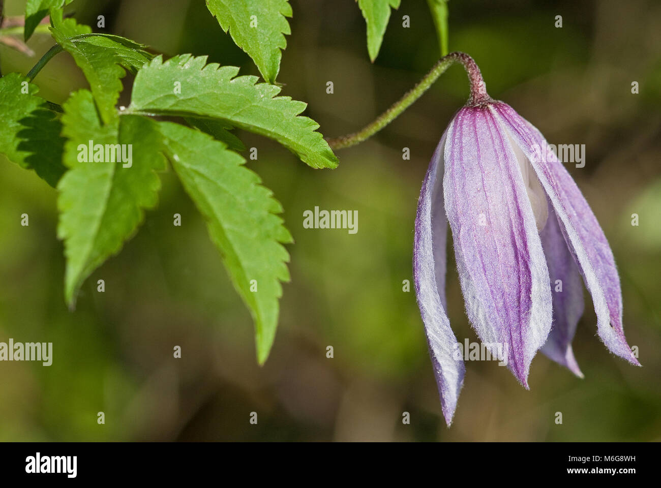 Clematis alpina, the Alpine clematis, is a flowering deciduous vine of ...