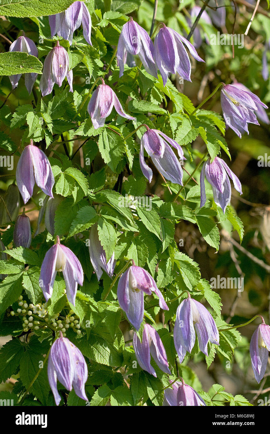 Clematis alpina, the Alpine clematis, is a flowering deciduous vine of ...