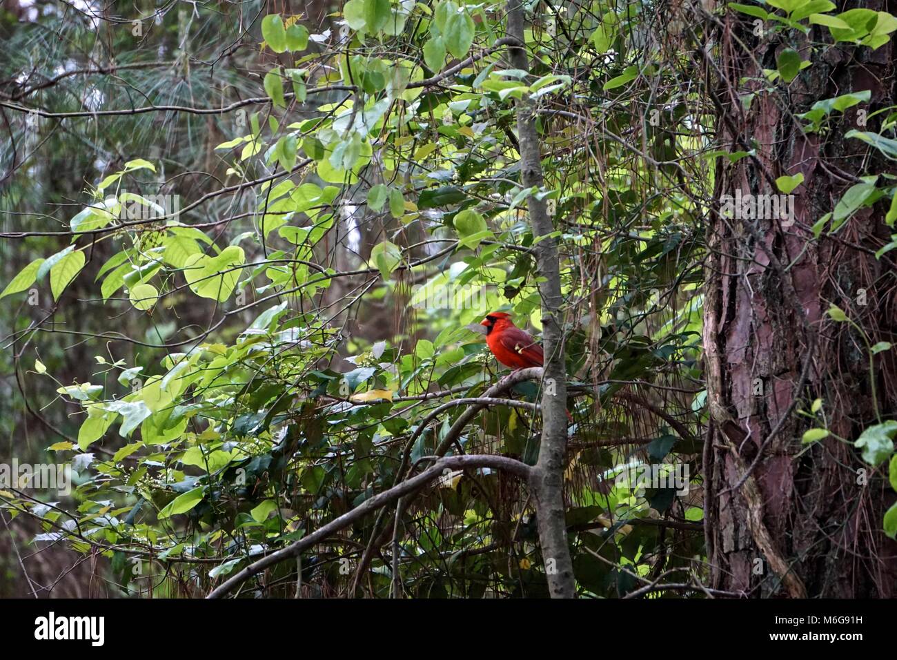 The northern cardinal (Cardinalis cardinalis) is a North American bird ...