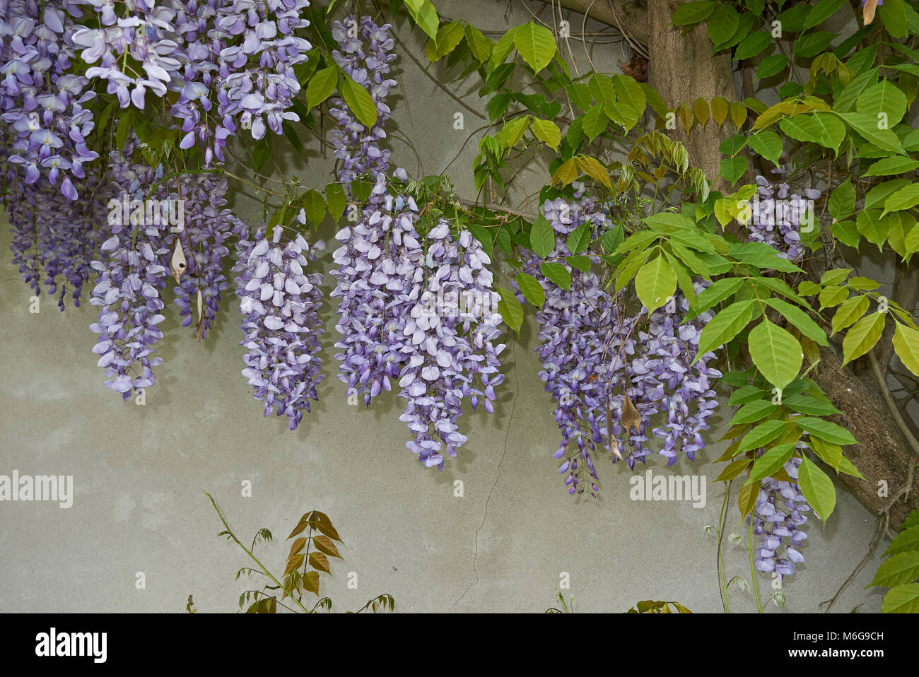 Wisteria Vine Leaves High Resolution Stock Photography and Images - Alamy