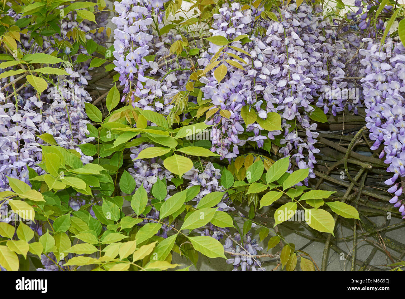 Wisteria Vine Leaves High Resolution Stock Photography and Images - Alamy