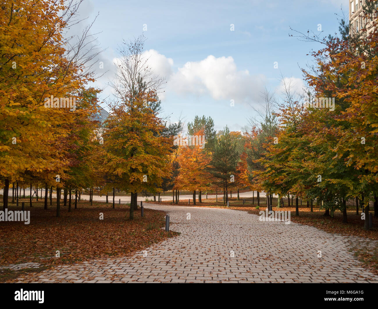 Autumn coloured trees Stock Photo - Alamy