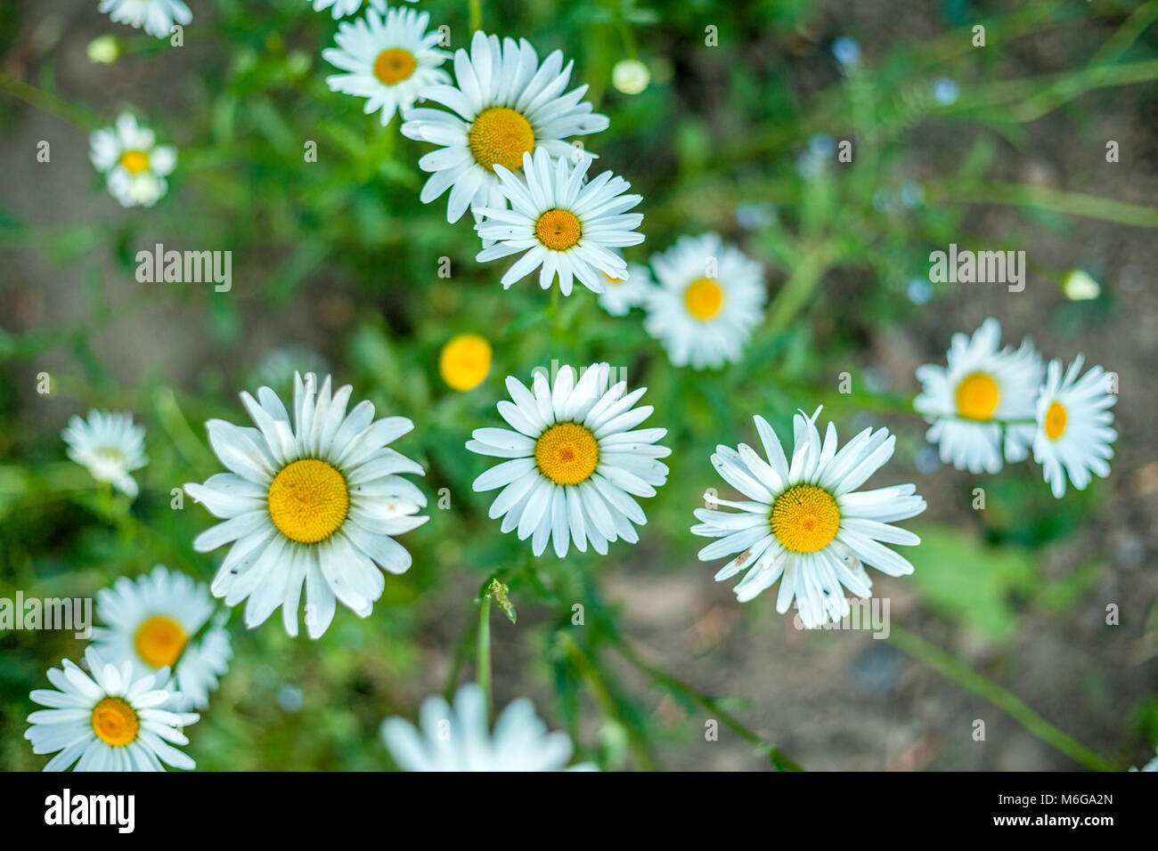 Small white daisy flowers hi-res stock photography and images - Alamy