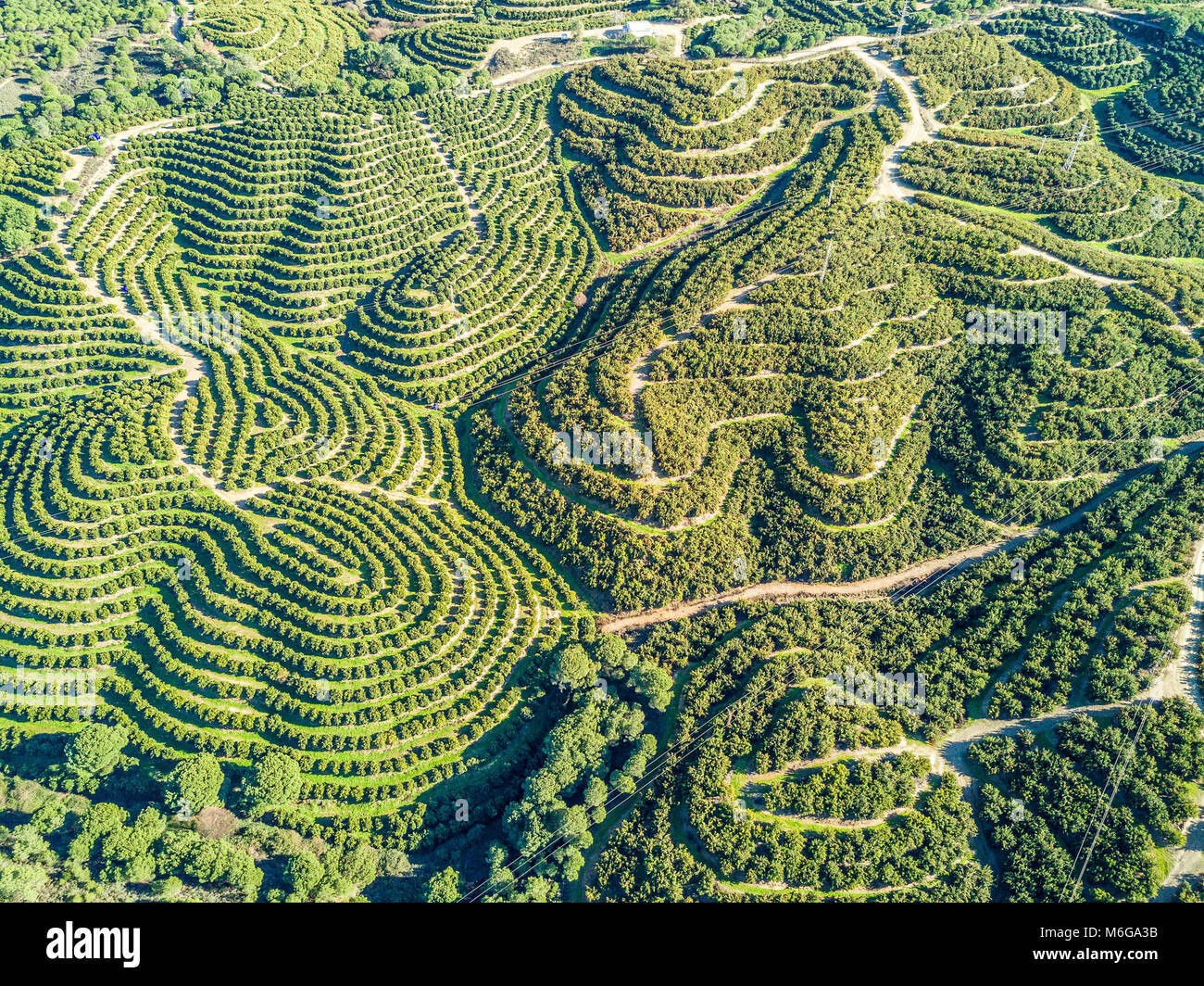 Aerial view of orange tree groves on hills creating an organic pattern ...