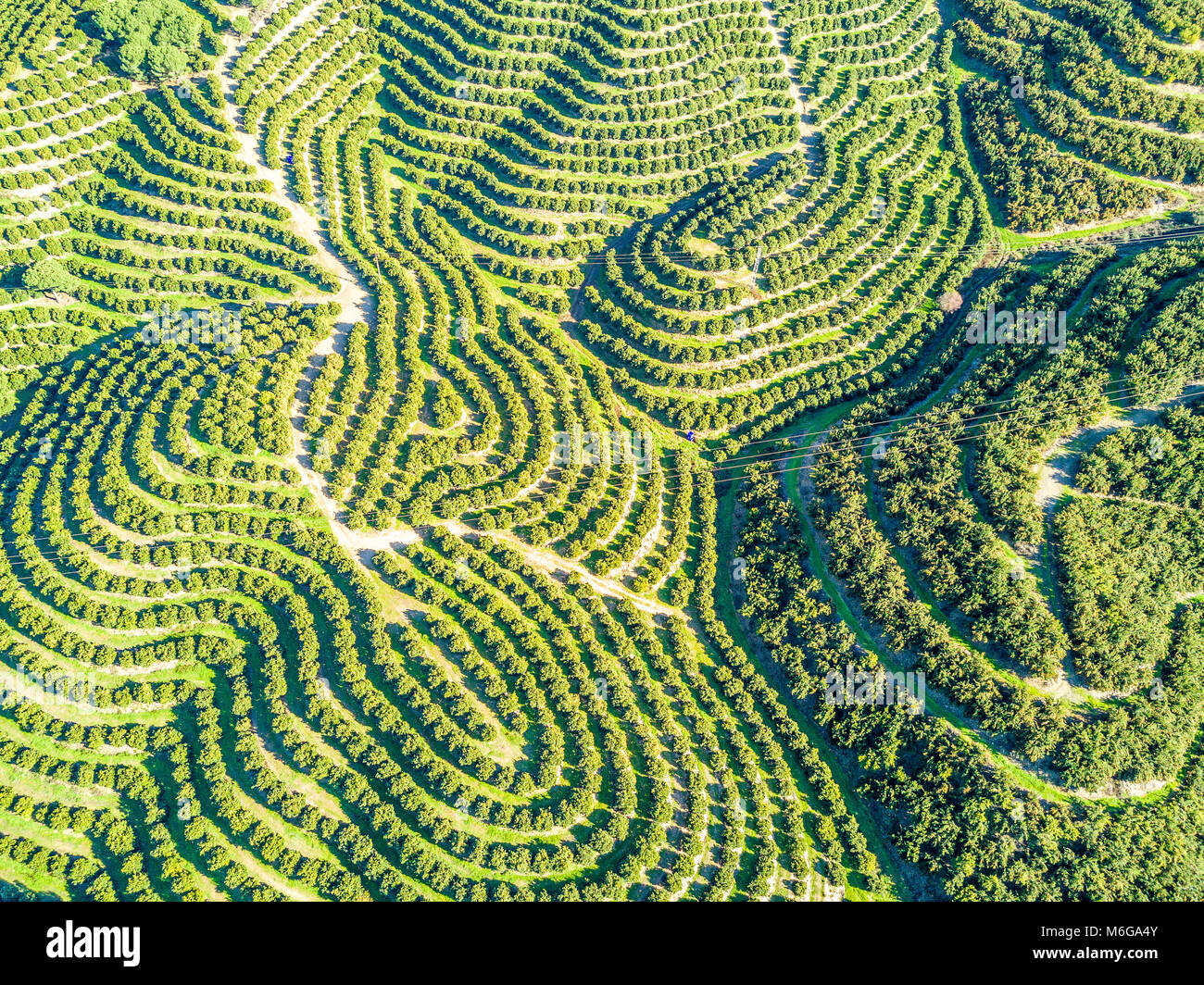Citrus groves aerial hi-res stock photography and images - Alamy