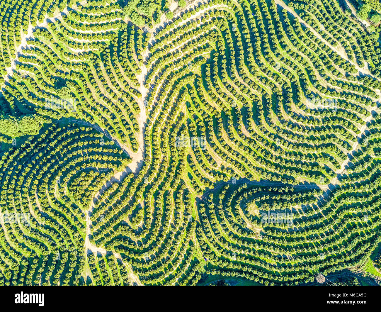 Aerial view of orange tree groves on hills creating an organic pattern ...