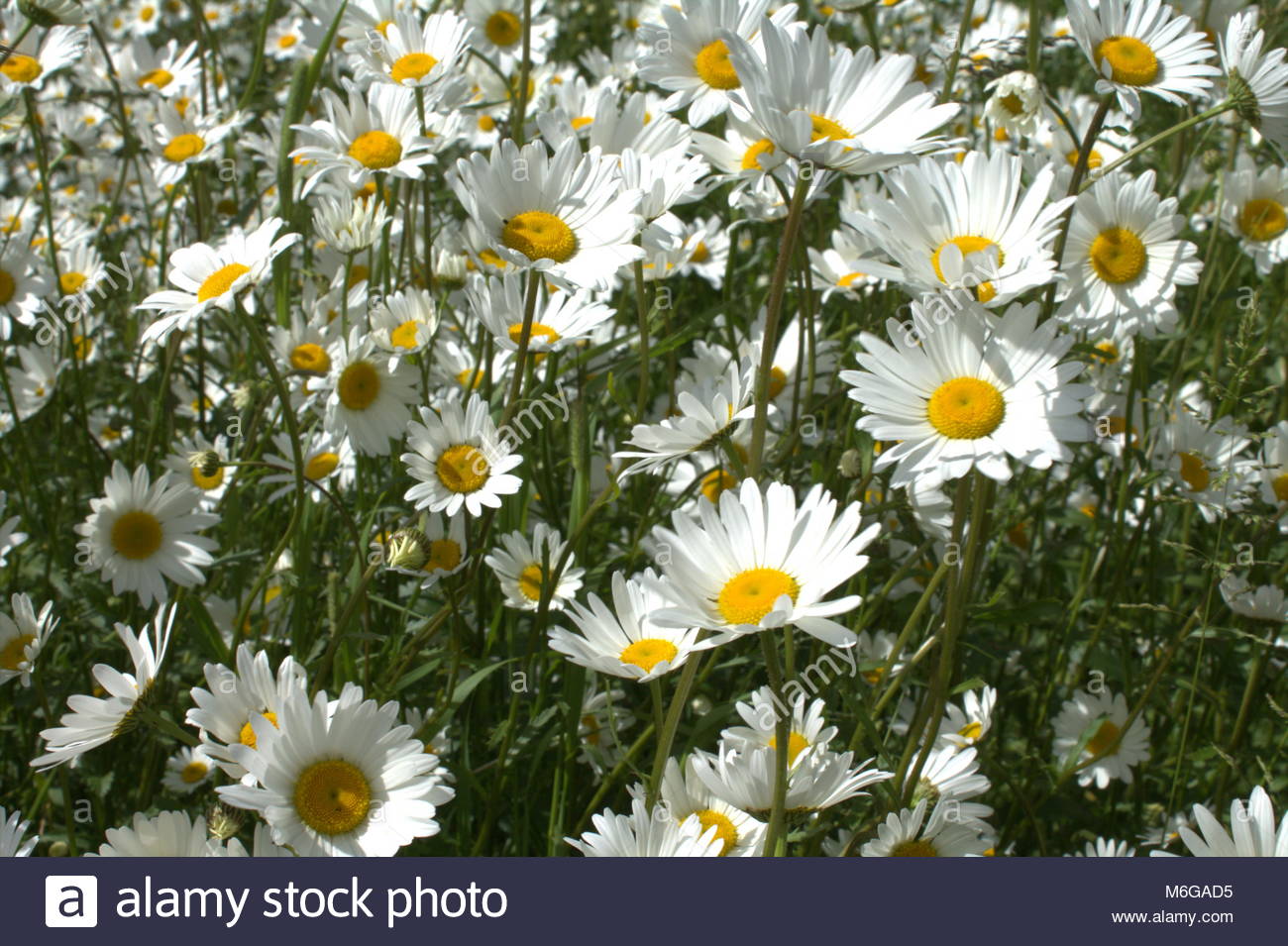 Giant Daisy Stock Photos & Giant Daisy Stock Images - Alamy
