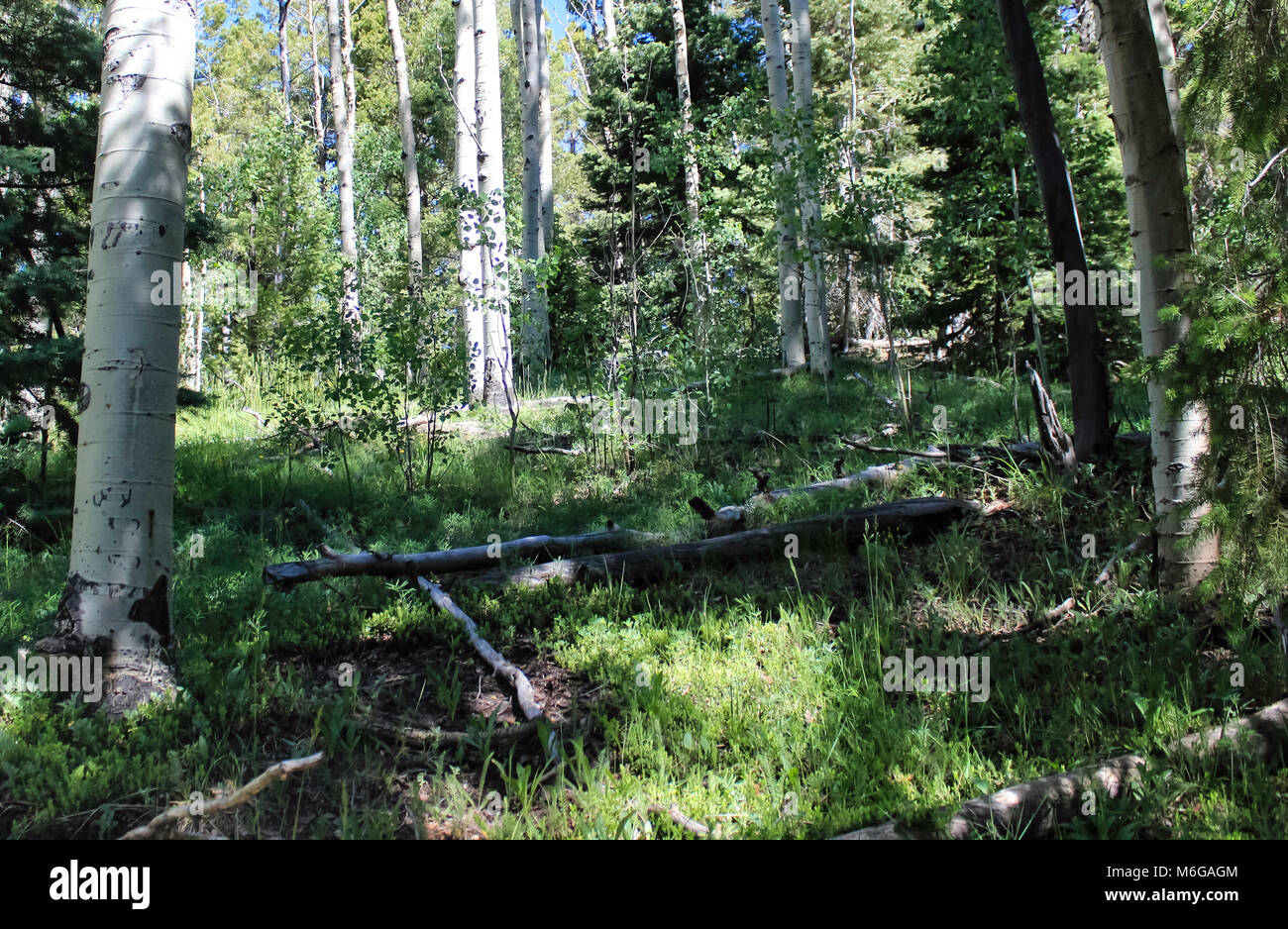 A look into the forest with a deep green forest lawn Stock Photo - Alamy