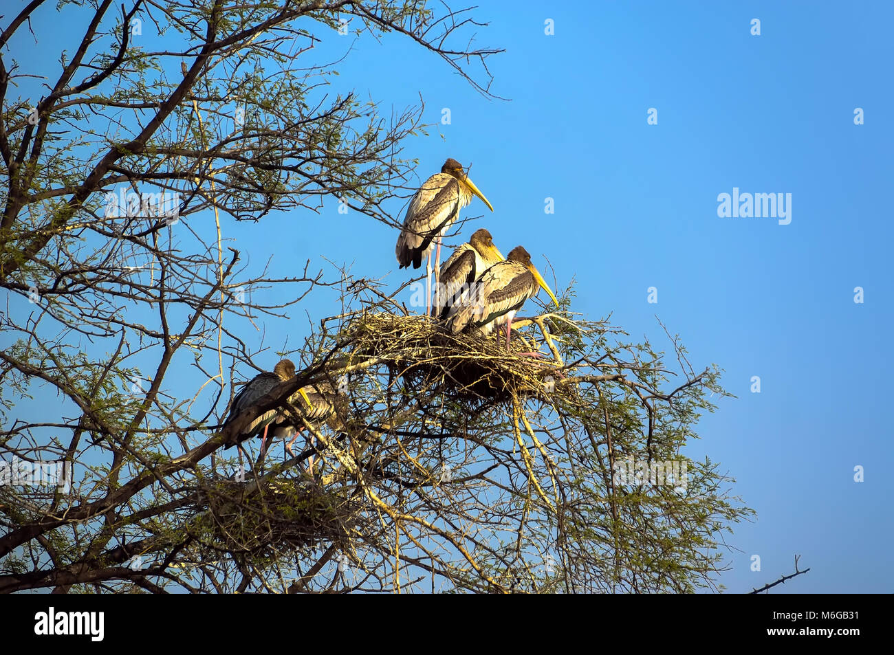 Images Of Birds Sitting On Trees Birds Sitting Tree Stock