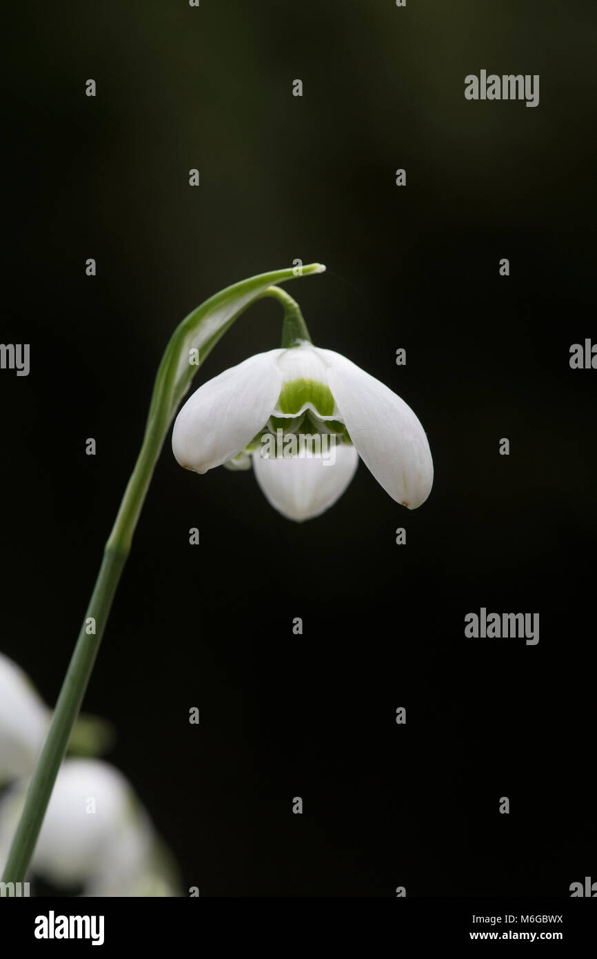 Galanthus greatorex double snowdrop hi-res stock photography and images ...
