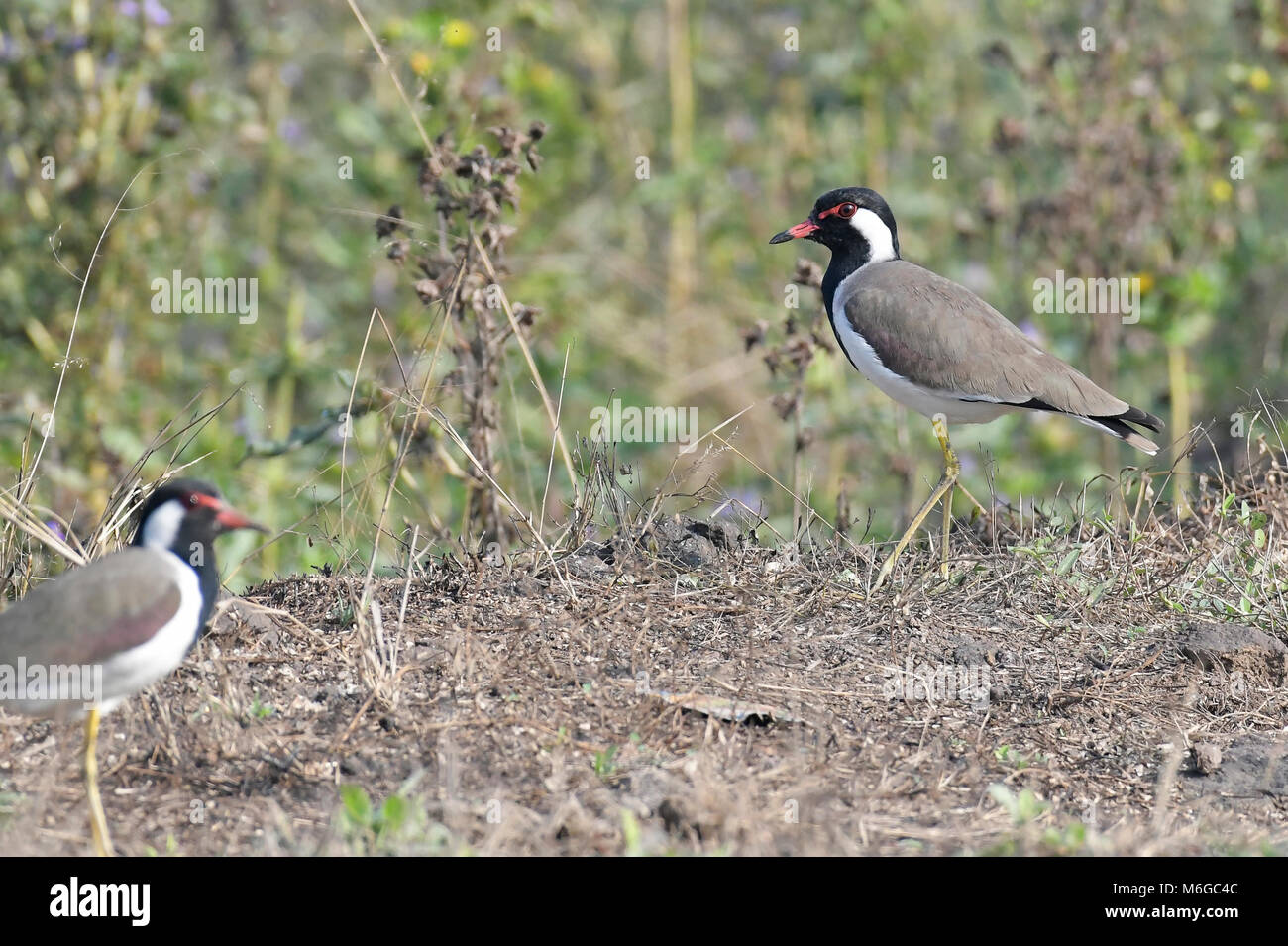 Bird: Pair of Red Wattled Lapwing Searching For Food Stock Photo - Alamy