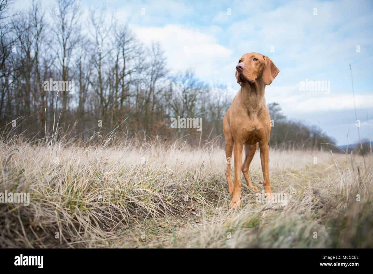 Standing Hungarian pointer dog in winter field Stock Photo - Alamy