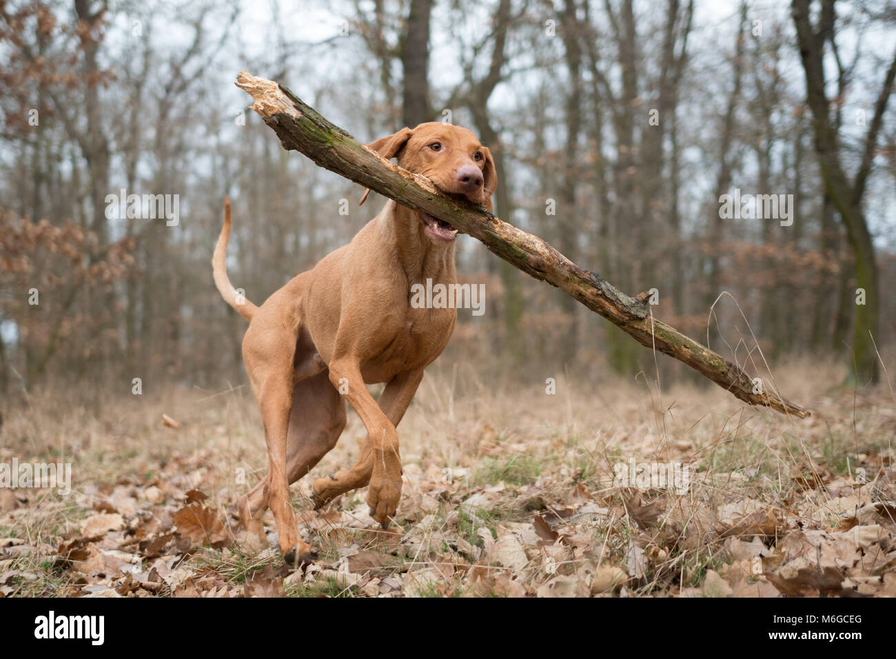 Funny hunter in hunting hi-res stock photography and images - Alamy