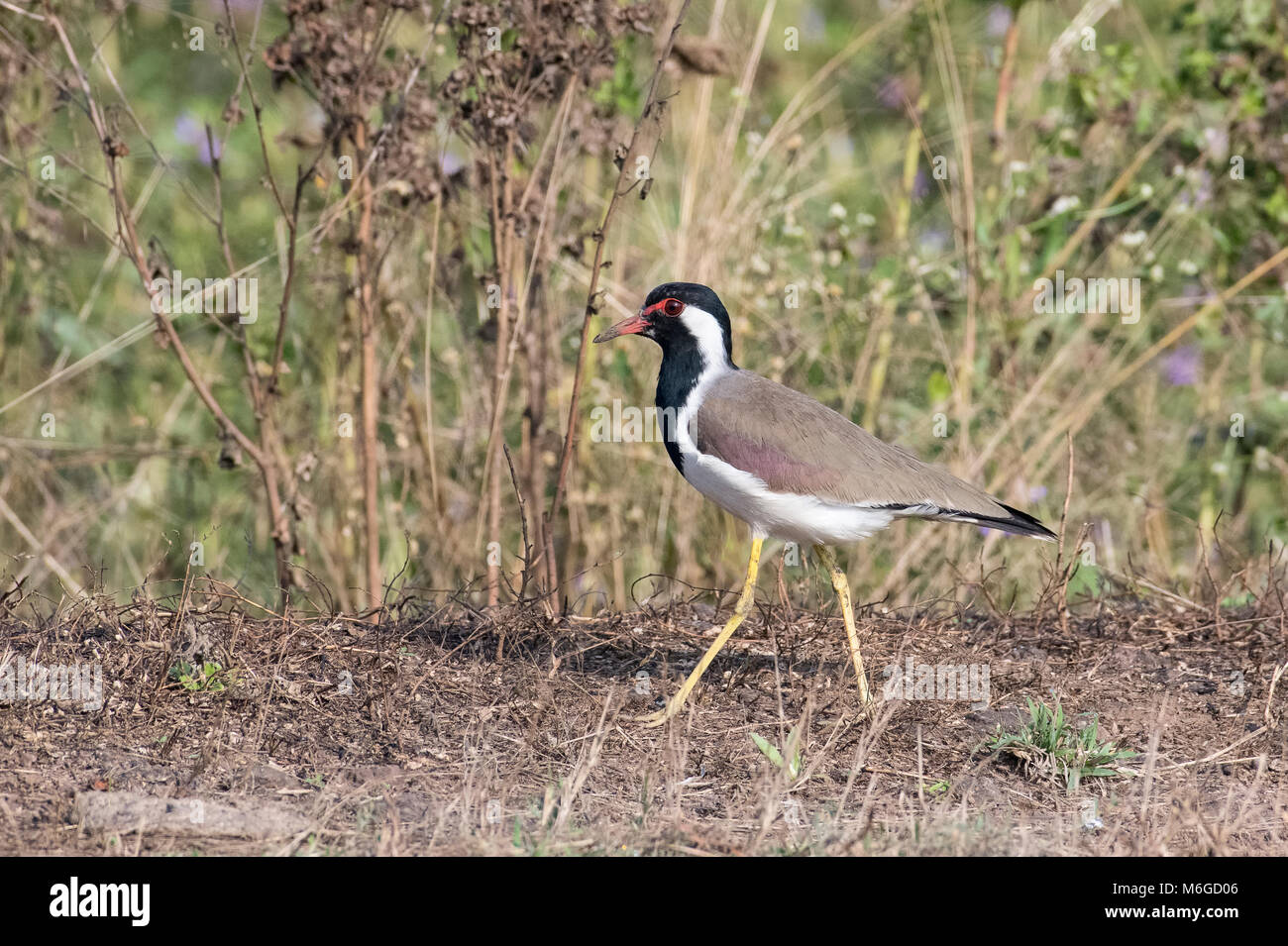 Titvi bird hi-res stock photography and images - Alamy