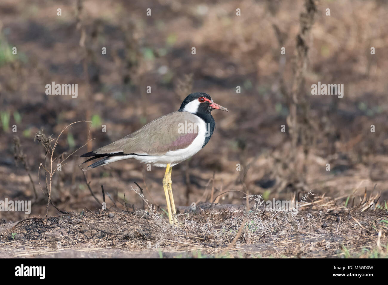 Bird: Red Wattled Lapwing Standing on One Leg Stock Photo - Alamy