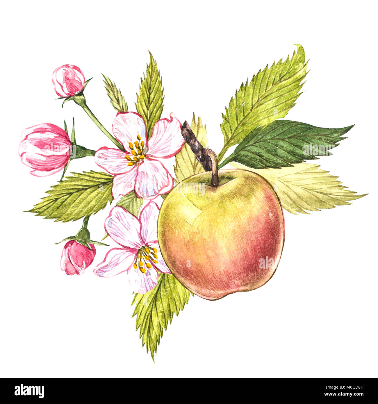 Apple Botanical Illustration