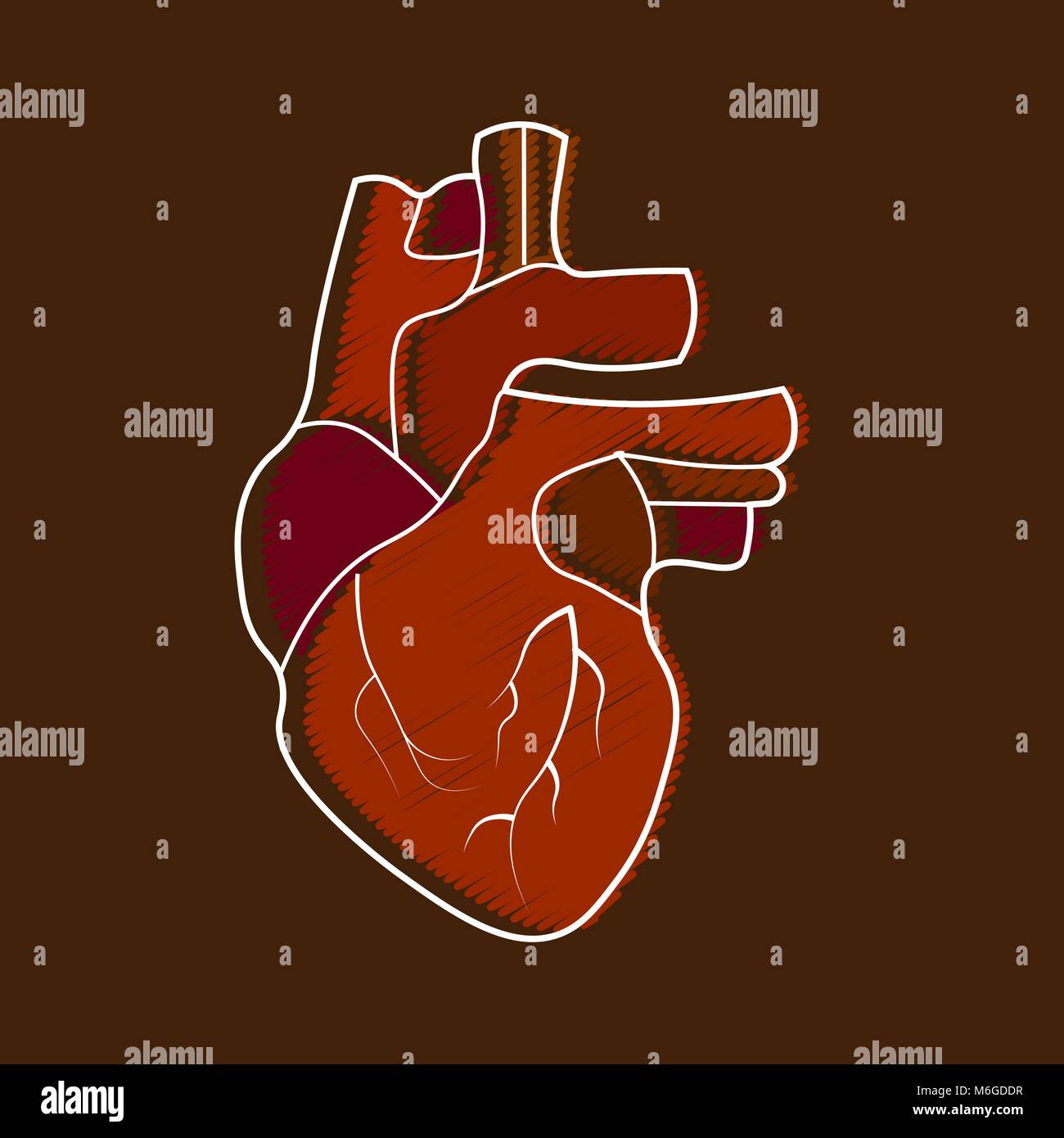 Simple Anatomical Heart Vector