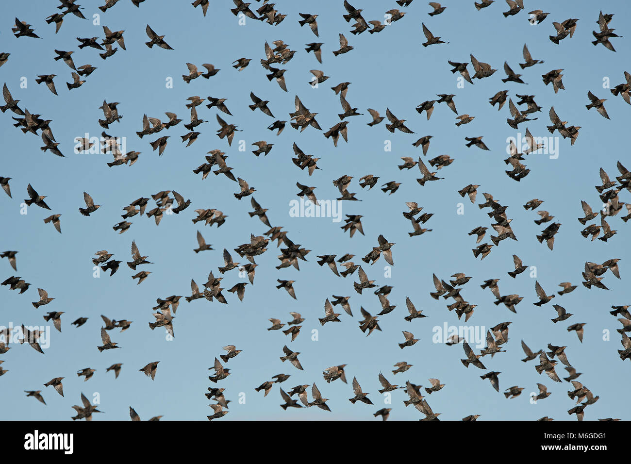 Starlings in flight hi-res stock photography and images - Alamy