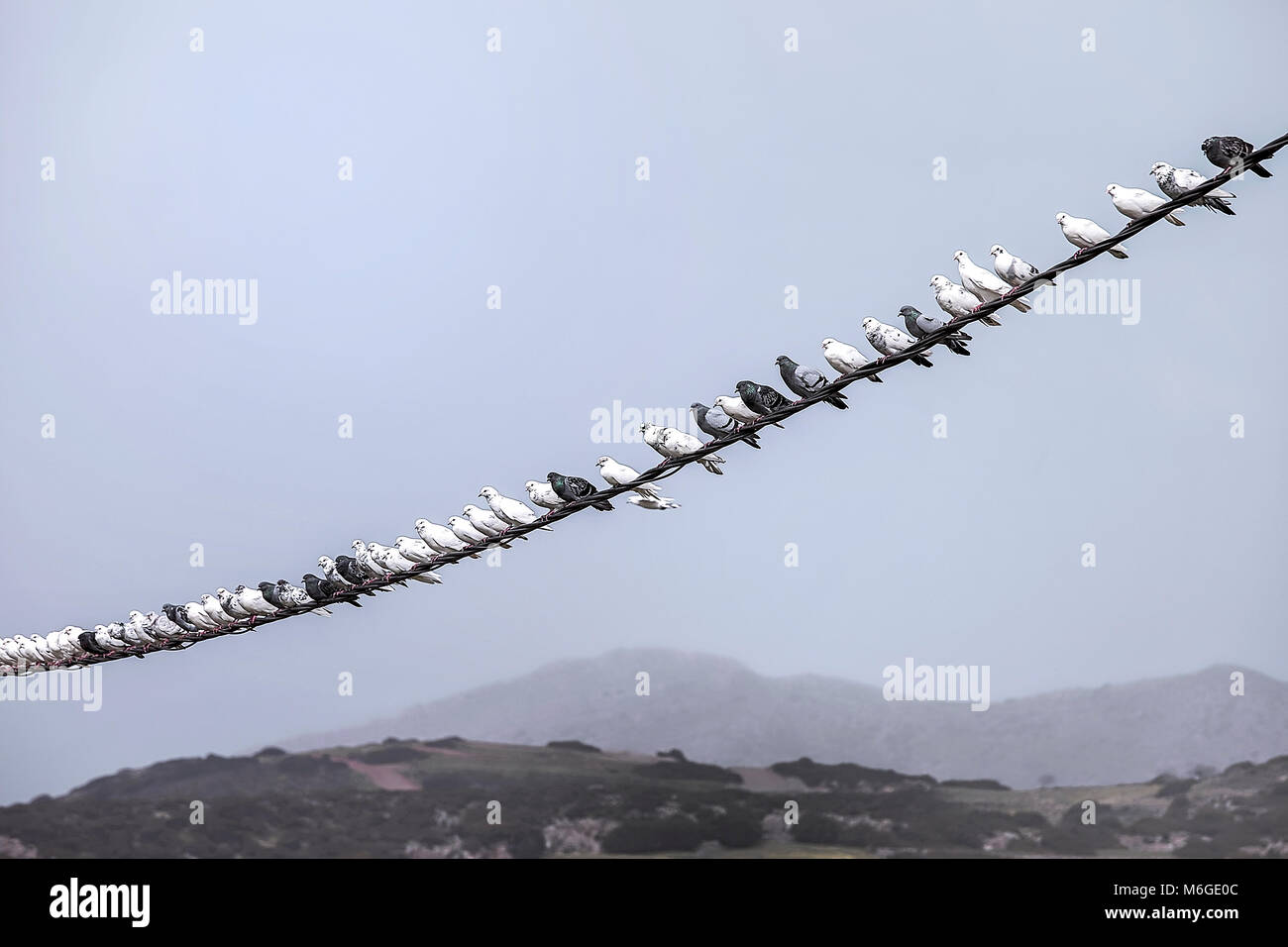 Birds On A Wire. A group of doves sitting on a wire Stock Photo - Alamy