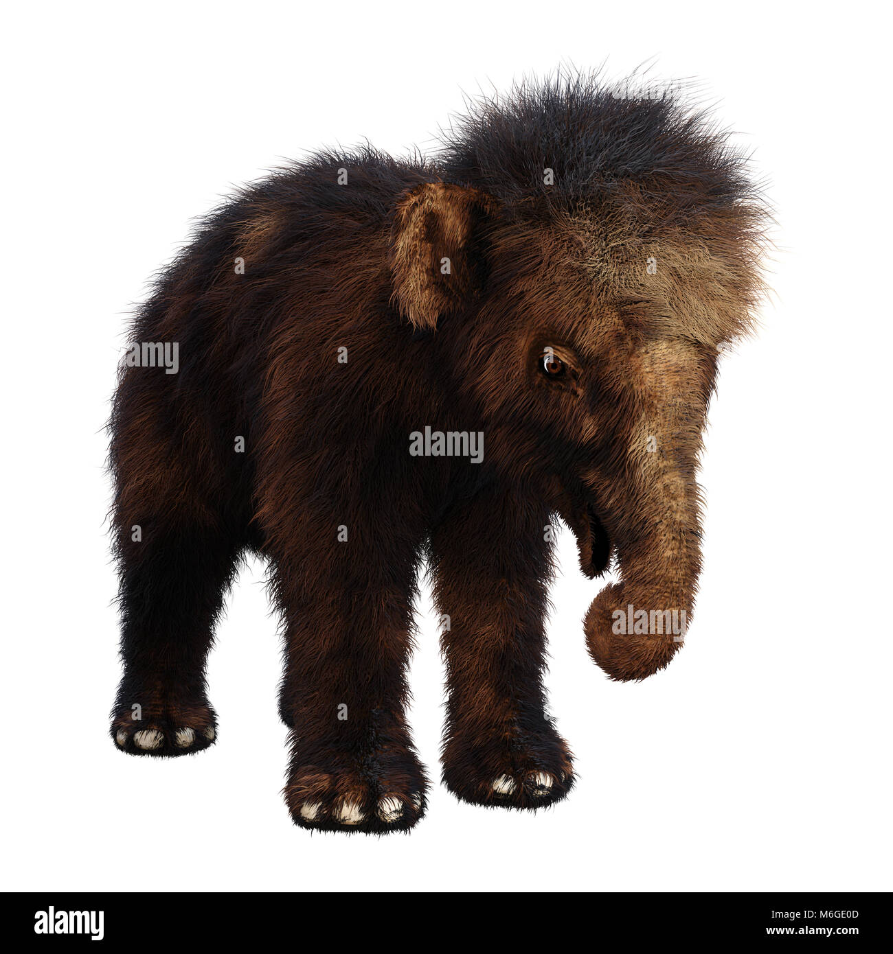 3D rendering of a baby woolly mammoth isolated on white background ...
