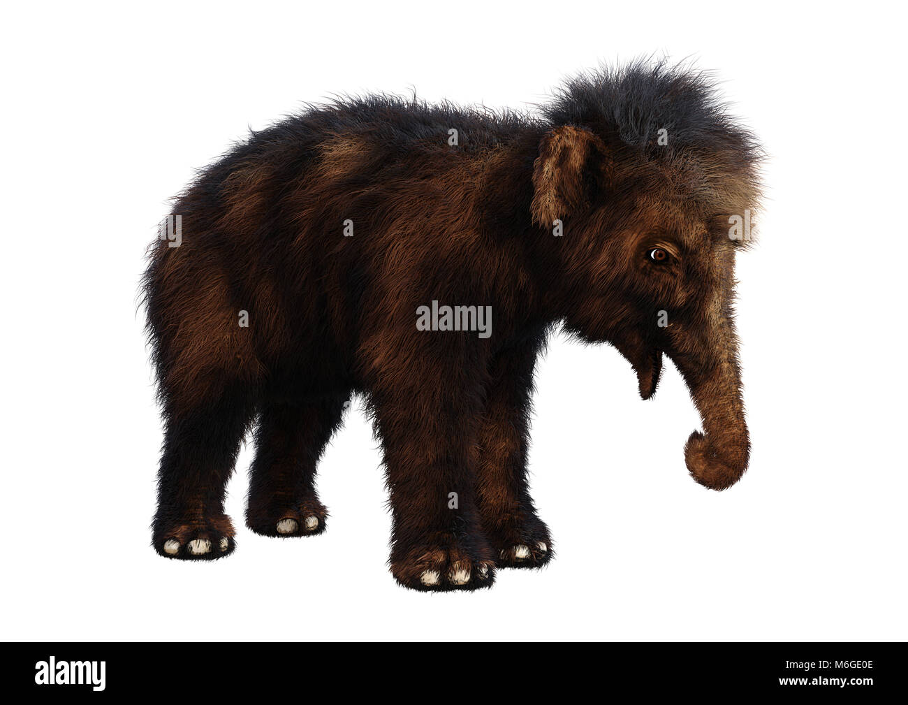 3D rendering of a baby woolly mammoth isolated on white background ...