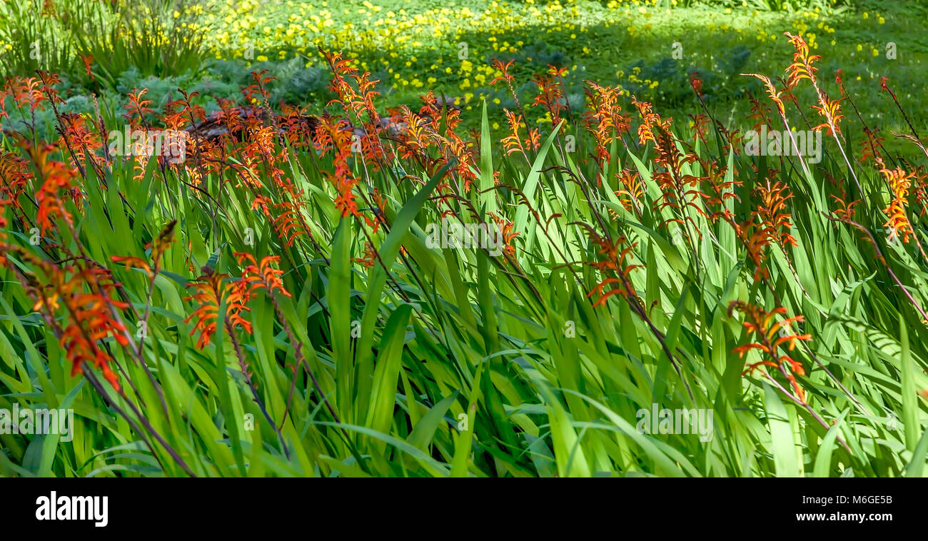 Wild Cardinal Flowers in full bloom in Autumn Stock Photo - Alamy