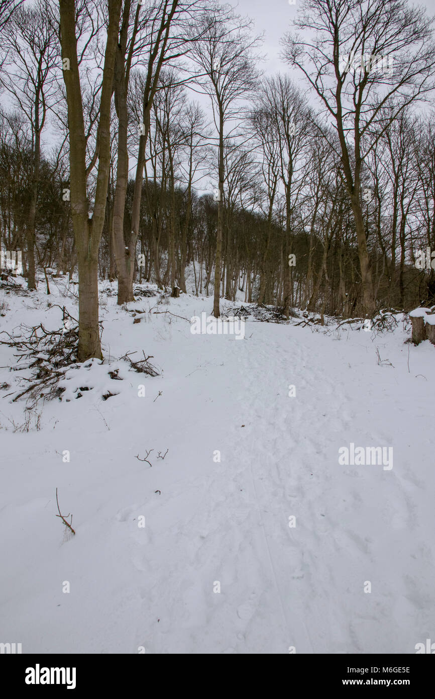 Snow covered track through wood Stock Photo - Alamy