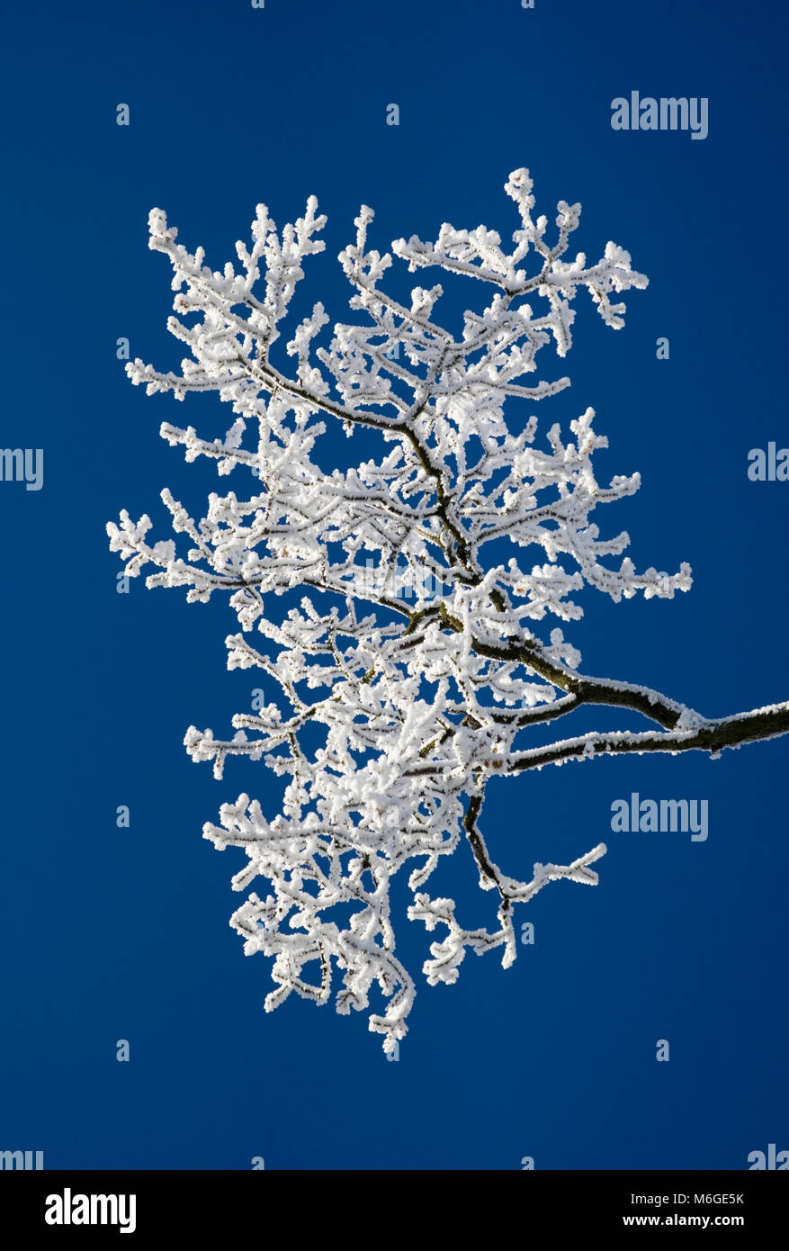 Frost covered oak tree Quercus robur, branch against a clear blue ...
