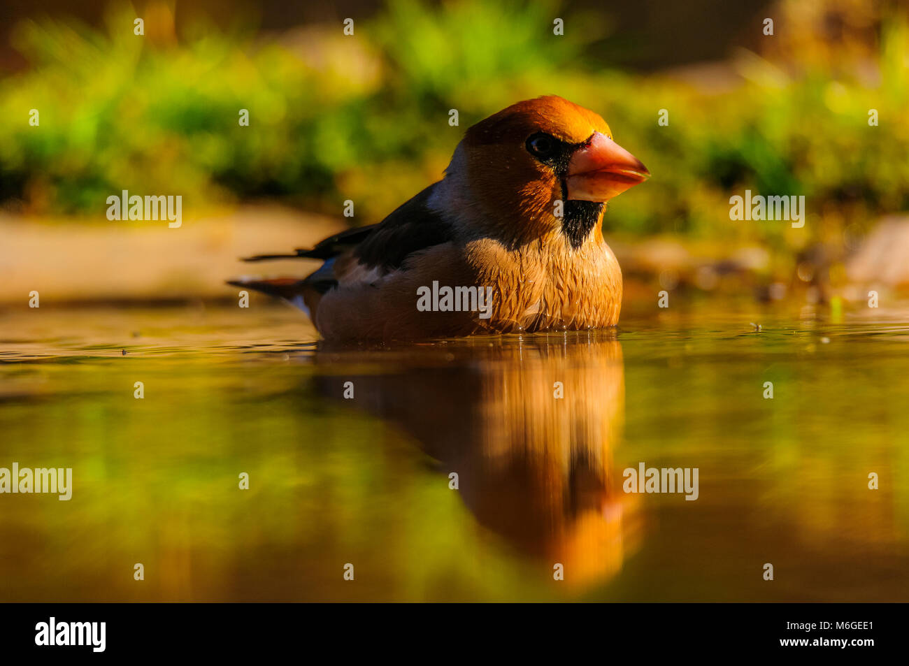Hawfinch (coccothraustes coccothraustes) bathing, female Stock Photo ...