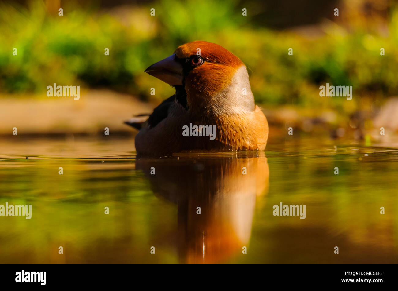 Hawfinch (coccothraustes coccothraustes) bathing, female Stock Photo ...