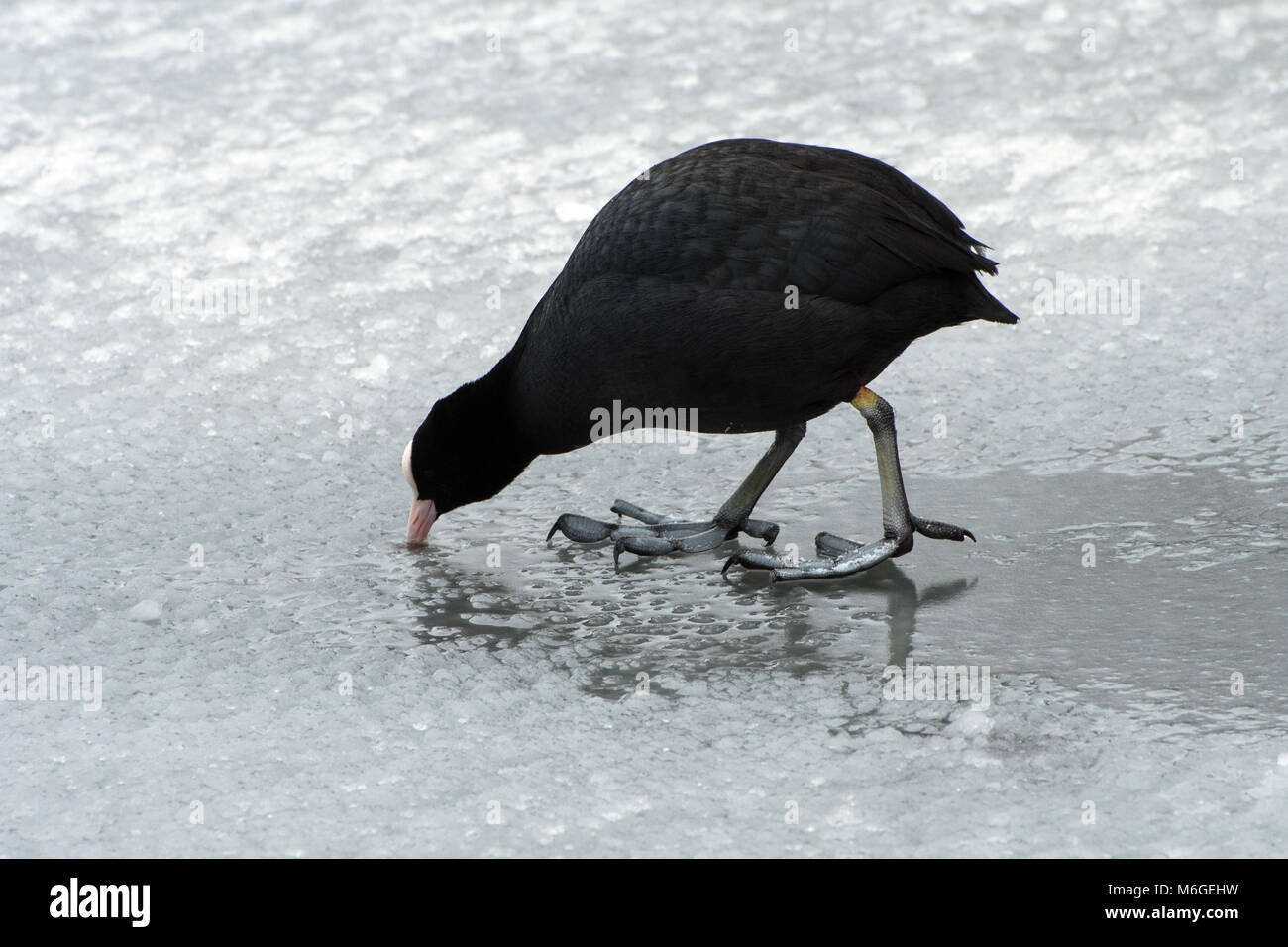 Coot standing on ice and pecking at the ice Stock Photo - Alamy