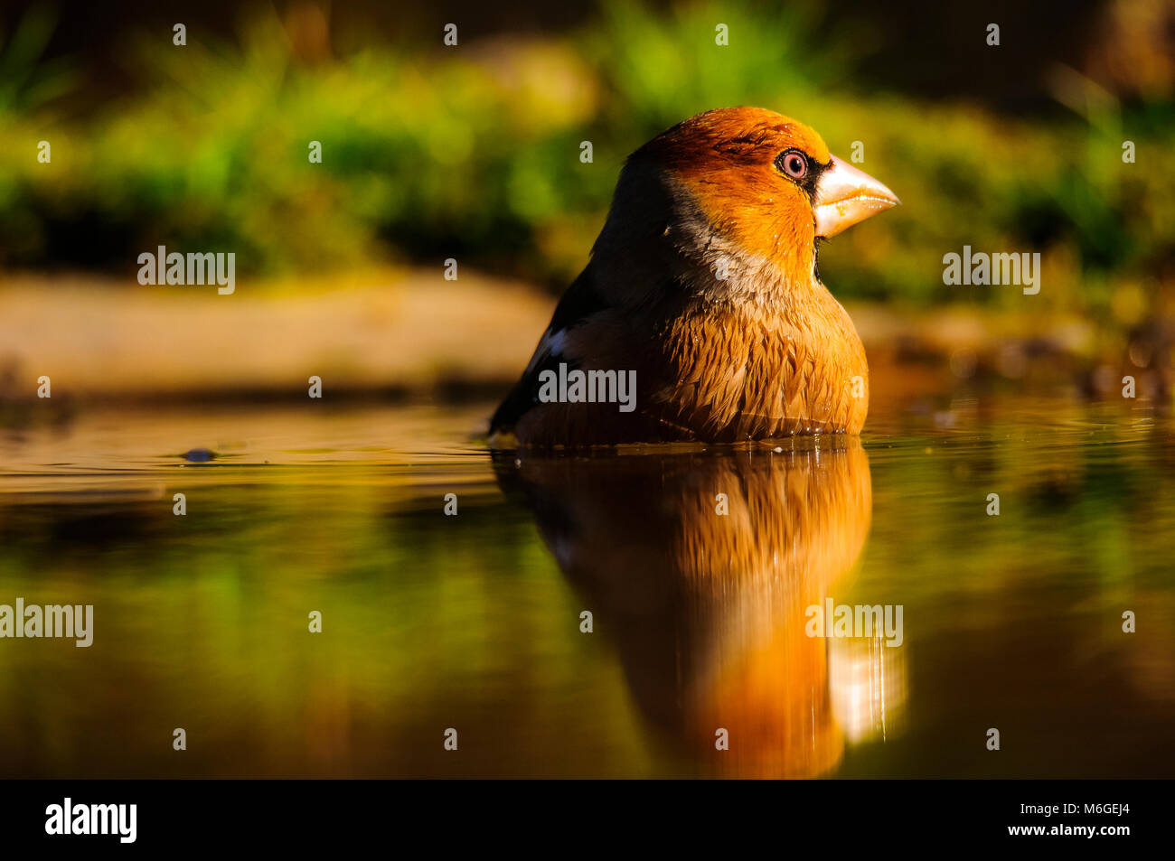 Hawfinch female hi-res stock photography and images - Alamy
